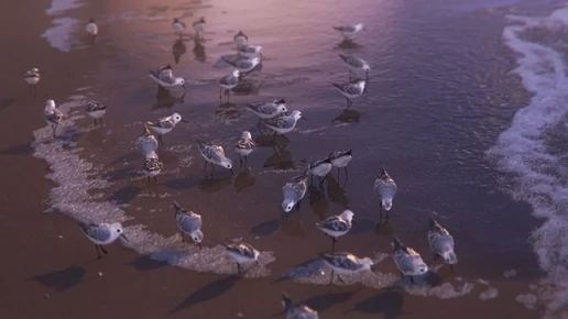 Sandpipers | Disney Wiki | Fandom