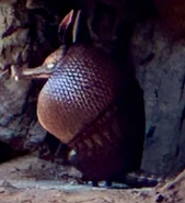 Lari the Armadillo | Disney Wiki | Fandom