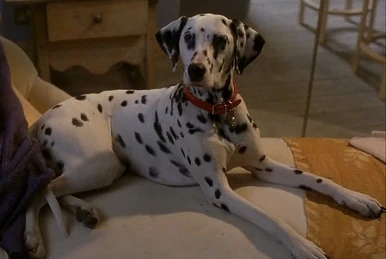 102 Dalmatiner Chomp 102 Dalmatians Film Hi Res Stock Photography And