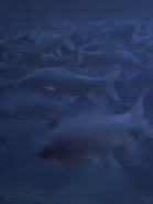 The African Lion | Disney Wiki | Fandom