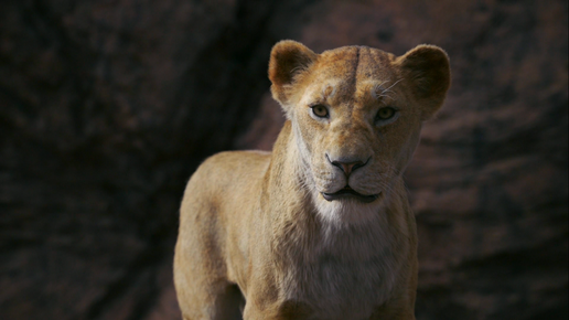 Sarabi Disney Wiki Fandom
