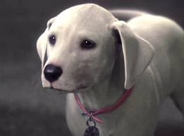 Oddball | Disney Wiki | Fandom