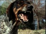 Savage Sam | Disney Wiki | Fandom