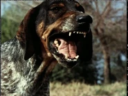 Savage Sam (character) | Disney Wiki | Fandom