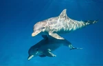 Dolphin Reef | Disney Wiki | Fandom