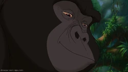 Kerchak Angry