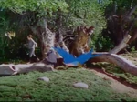 Mr. Bluebird | Disney Wiki | Fandom