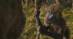 Rafiki | Disney Wiki | Fandom