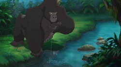 Kerchak Tarzan Angry