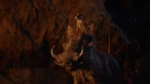 Pumbaa (The Lion King 2019)/Gallery | Disney Wiki | Fandom