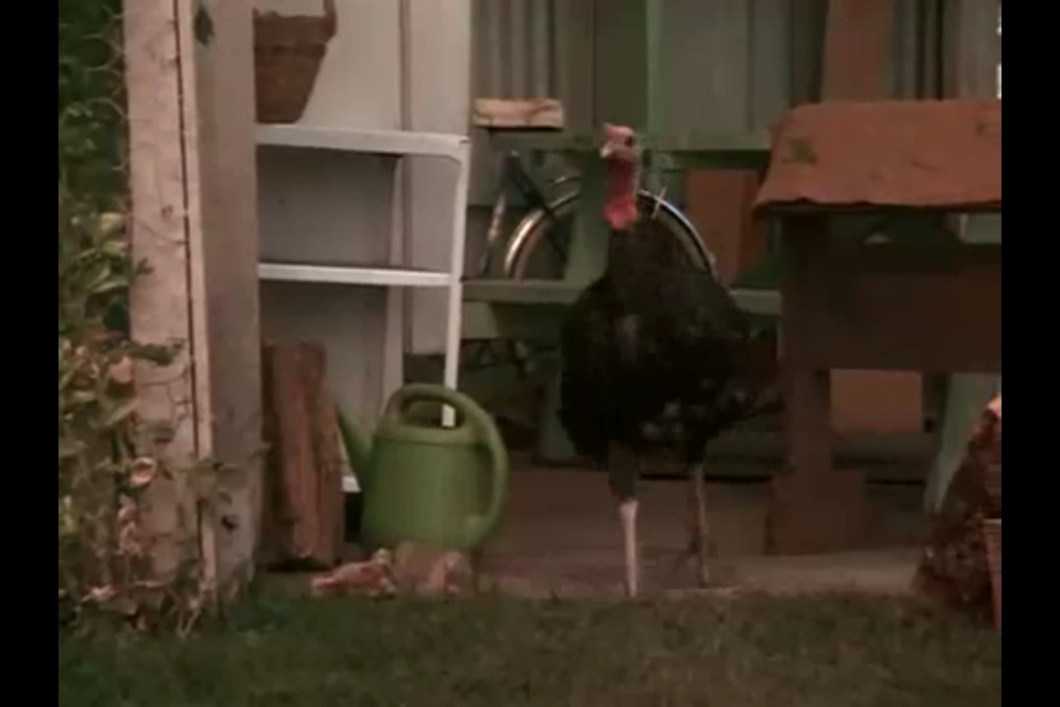 Birdzilla (Homeward Bound) | Disney Wiki | Fandom