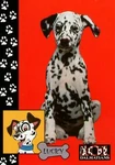 Lucky (101 Dalmatians 1996) | Disney Wiki | Fandom
