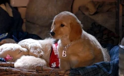 Treasure Buddies B Dawg