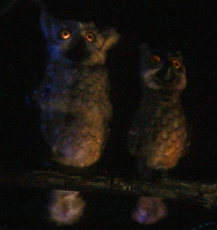 Graveyard Owls | Disney Wiki | Fandom