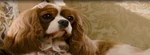 Underdog | Disney Wiki | Fandom