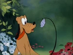 Springtime for Pluto | Disney Wiki | Fandom