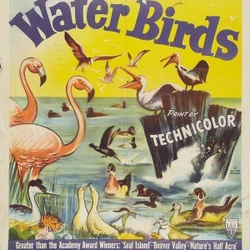 Walt Disney Water Birds 1952 Movie Poster Disney Movie
