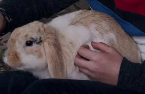 Señor Scratchy | Disney Wiki | Fandom