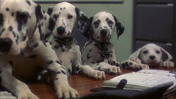 102 Dalmatians Oddball Gets Her Spots