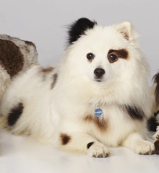 Freddy | Disney Wiki | Fandom