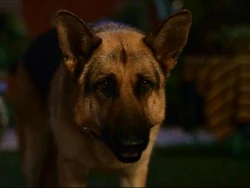 Beverly Hills Chihuahua Delgado Fanfiction