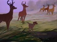 Young Bucks | Disney Wiki | Fandom