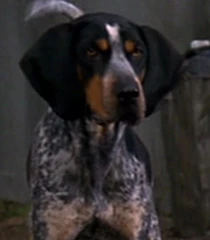 Bando | Disney Wiki | Fandom