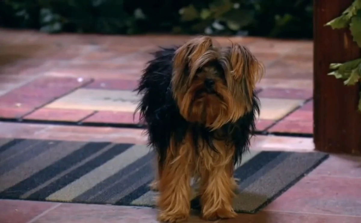 Sparky Jennings | Disney Wiki | Fandom