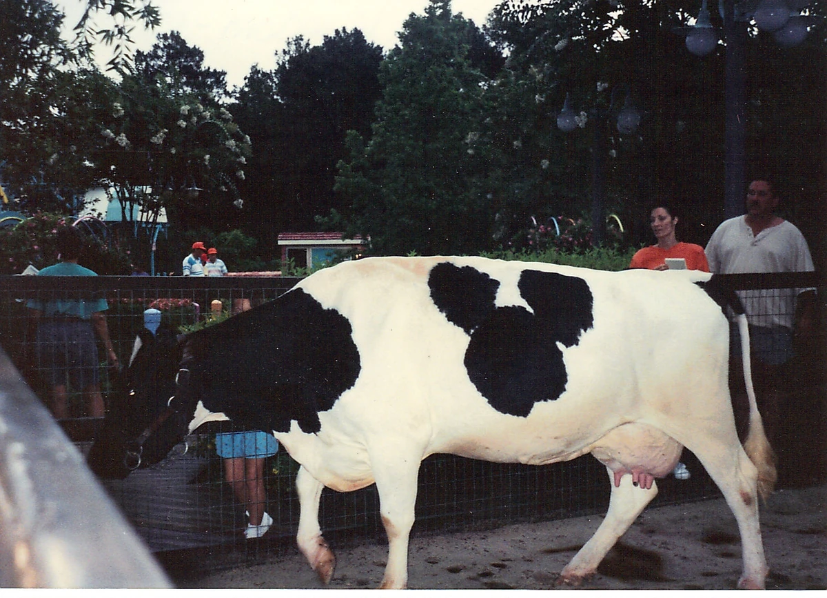 Minnie Moo | Disney Wiki | Fandom