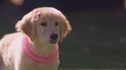 Rosebud Buddies Air Buddies