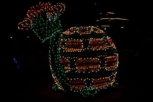 Turtles | Disney Wiki | Fandom