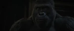 Ivan the Gorilla | Disney Wiki | Fandom