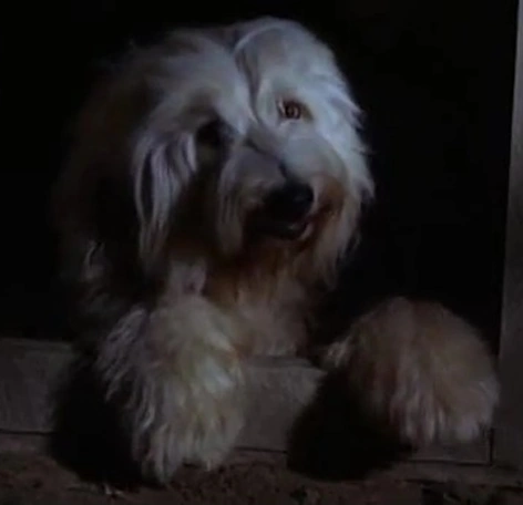 Sam | Disney Wiki | Fandom