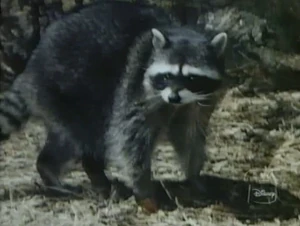 The Hound That Thought He Was a Raccoon | Disney Wiki | Fandom