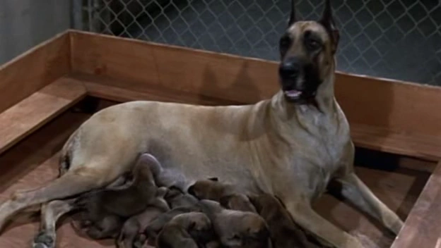 Brutus/Gallery | Disney Wiki | Fandom