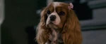 Sweet Polly Purebred | Disney Wiki | Fandom