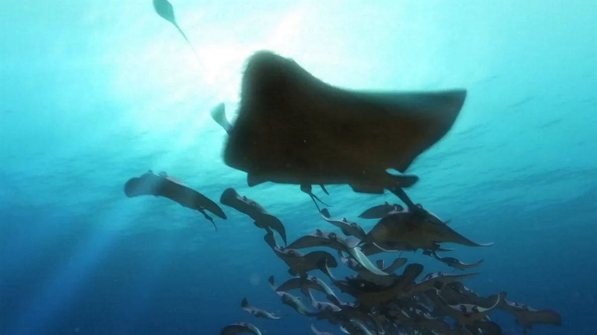 Stingrays | Disney Wiki | Fandom