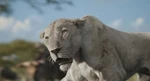 Kiros' Pride | Disney Wiki | Fandom