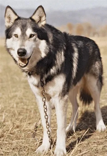 Jed the Wolfdog | Disney Wiki | Fandom