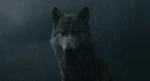 Akela | Disney Wiki | Fandom