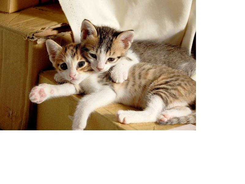 Muppet cat family | Disney Channel Fanon Wiki | Fandom