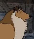 Collie | Disney Characters Wiki | Fandom