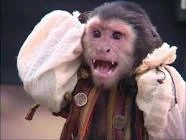 Jack The Monkey | Disney Characters Wiki | Fandom