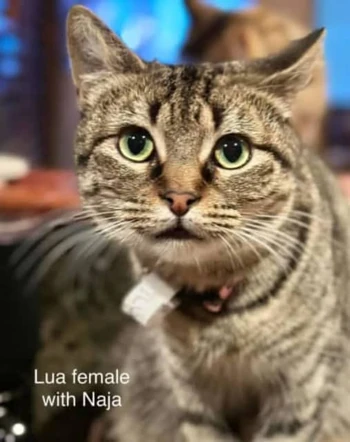 Kelly (2012) | Disney Fanon Wiki | Fandom