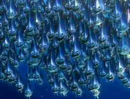 Moonfish | Disney Fanon Wiki | Fandom