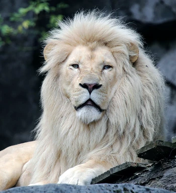 Adõlf | Disney Fanon Wiki | Fandom