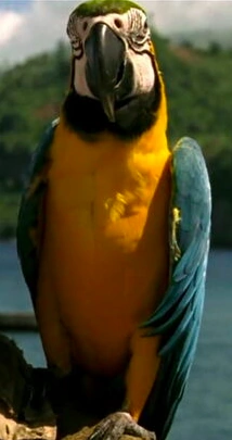 Cotton's Parrot | Disney Fanon Wiki | Fandom