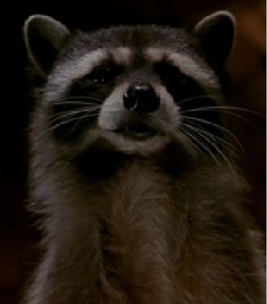 Roger the Raccoon | Disney Fanon Wiki | Fandom