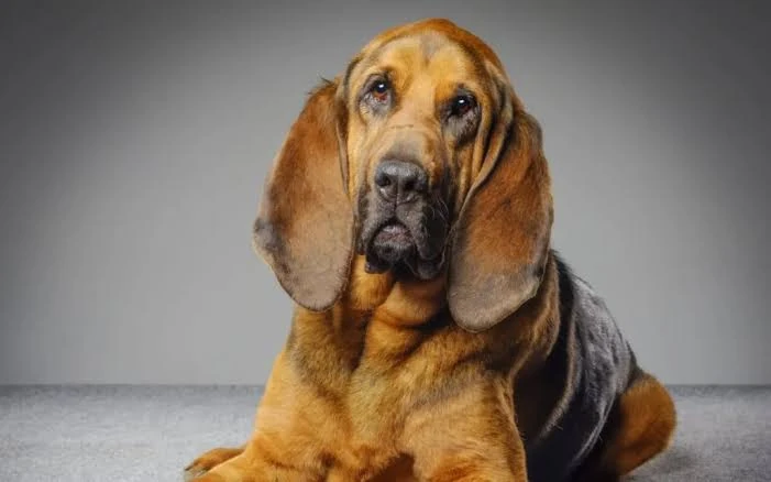 Bloodhound | Disney Fanon Wiki | Fandom