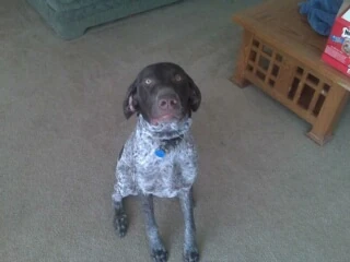 Hadi the Dog | Jessie Fanon Wiki | Fandom